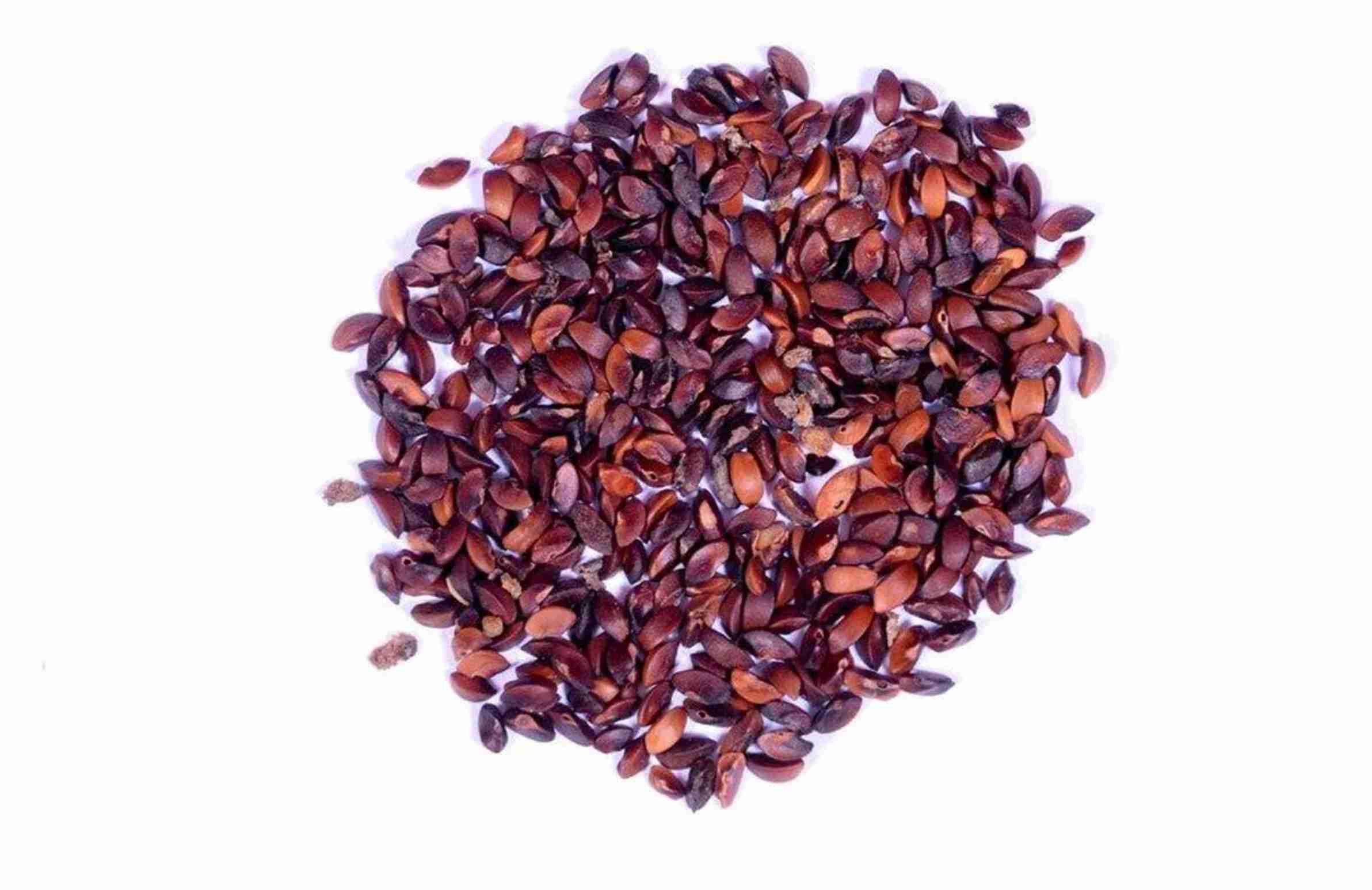 SEMINA VITA ™ Amla, Gooseberry, Amloki Seed Seed Price in India - Buy ...