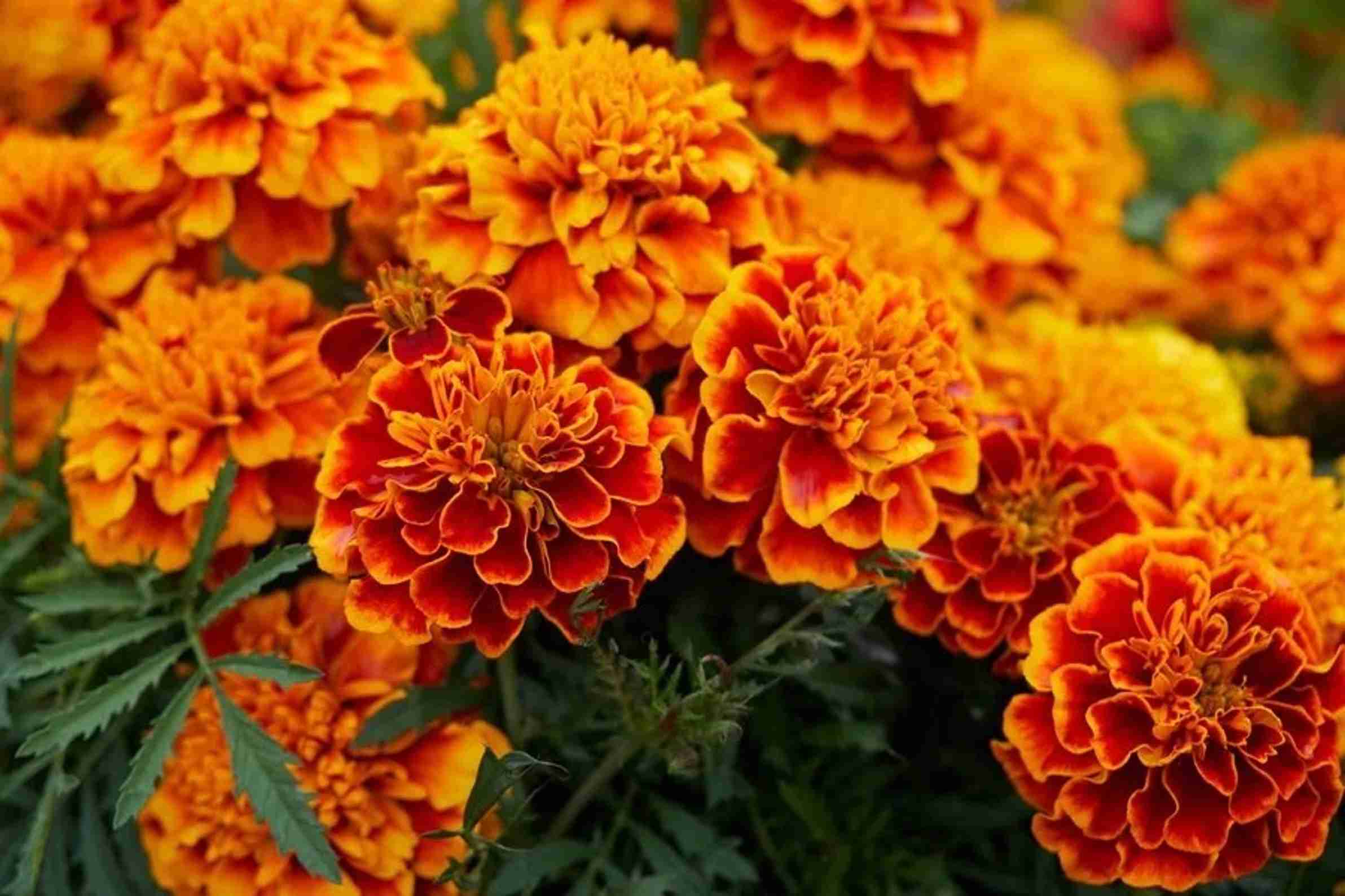 Saphirre Seeds marigold orange, Genda Seed Price in India - Buy ...