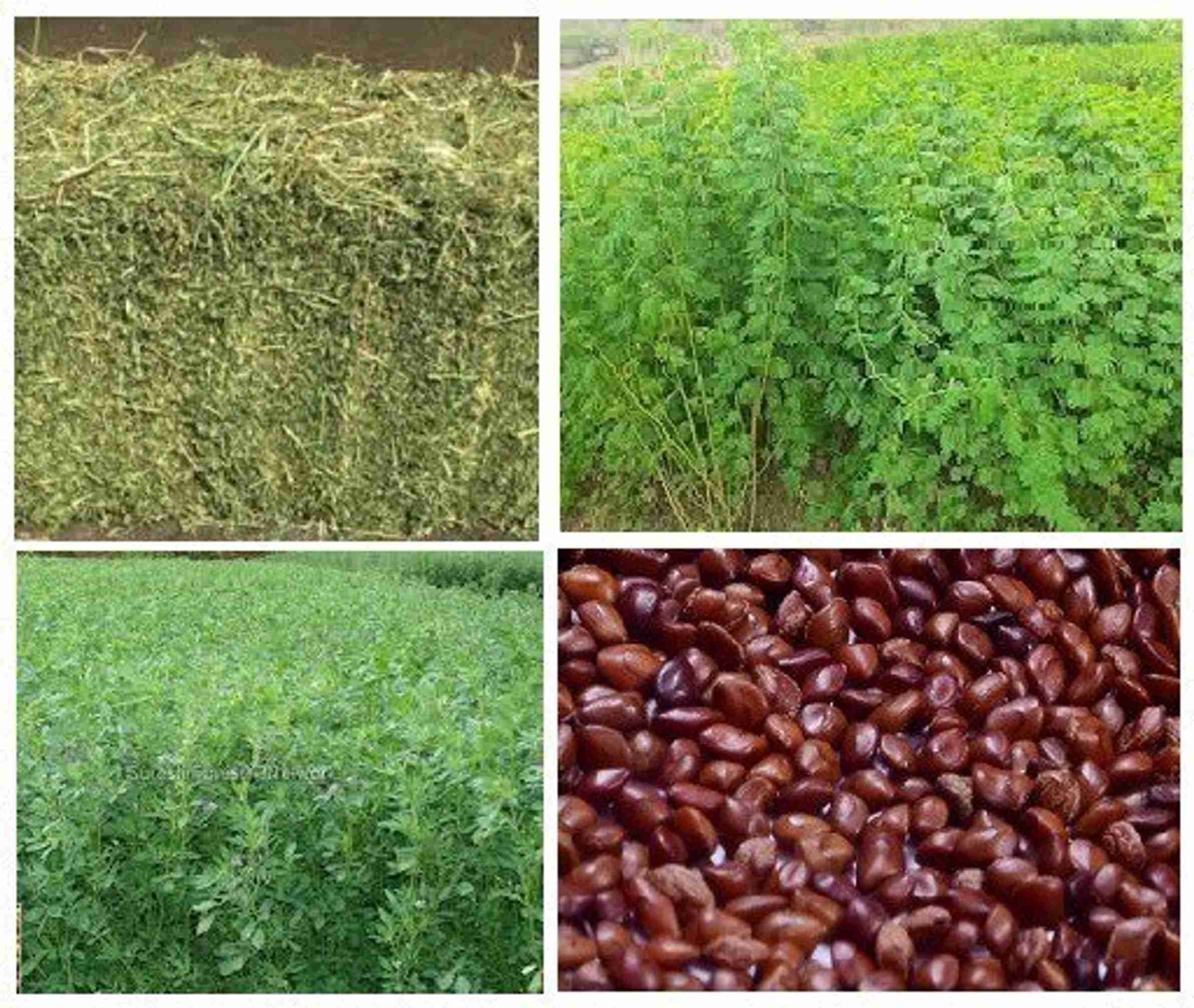 Numinous Hedge Lucerne, Velimasal, Dashrath, Desmanthus Virgatus ...
