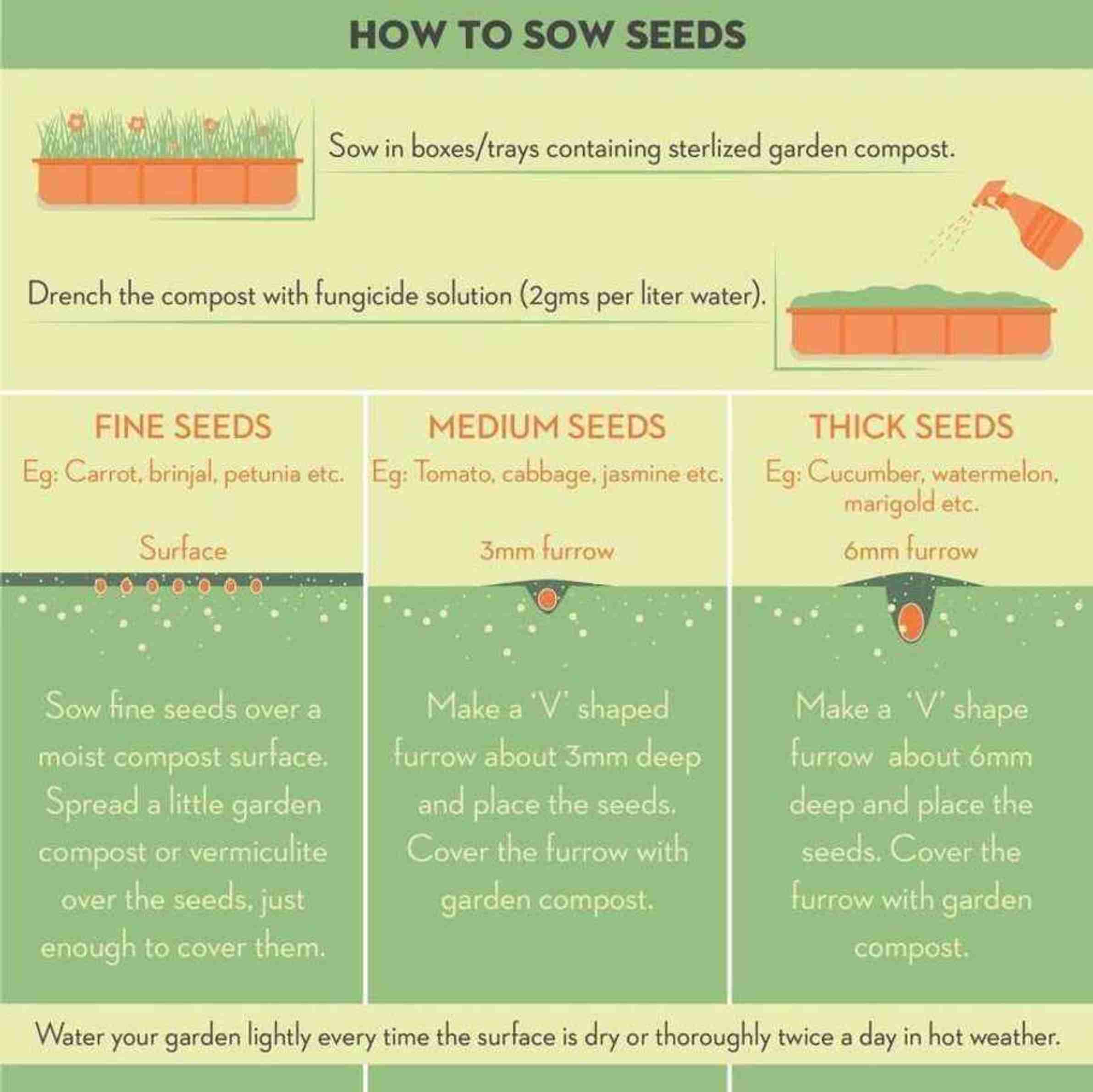 SEMINA VITA ™ Runner Beans Seed Seem Seed Runner Beans Hybird Seed ...