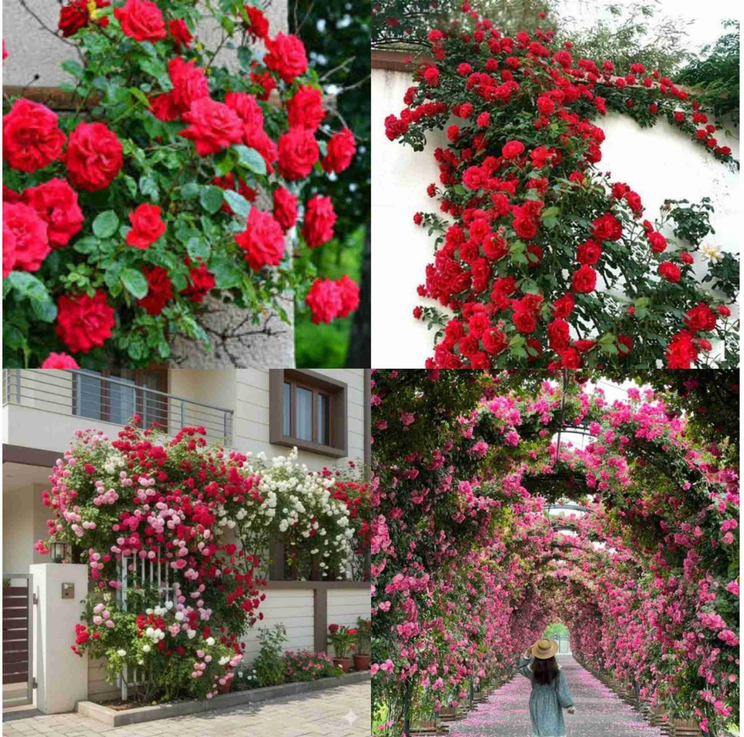 sbains Hybrid Climbing Rose Flower Seeds Mixed Plant pack of 32 Seed ...