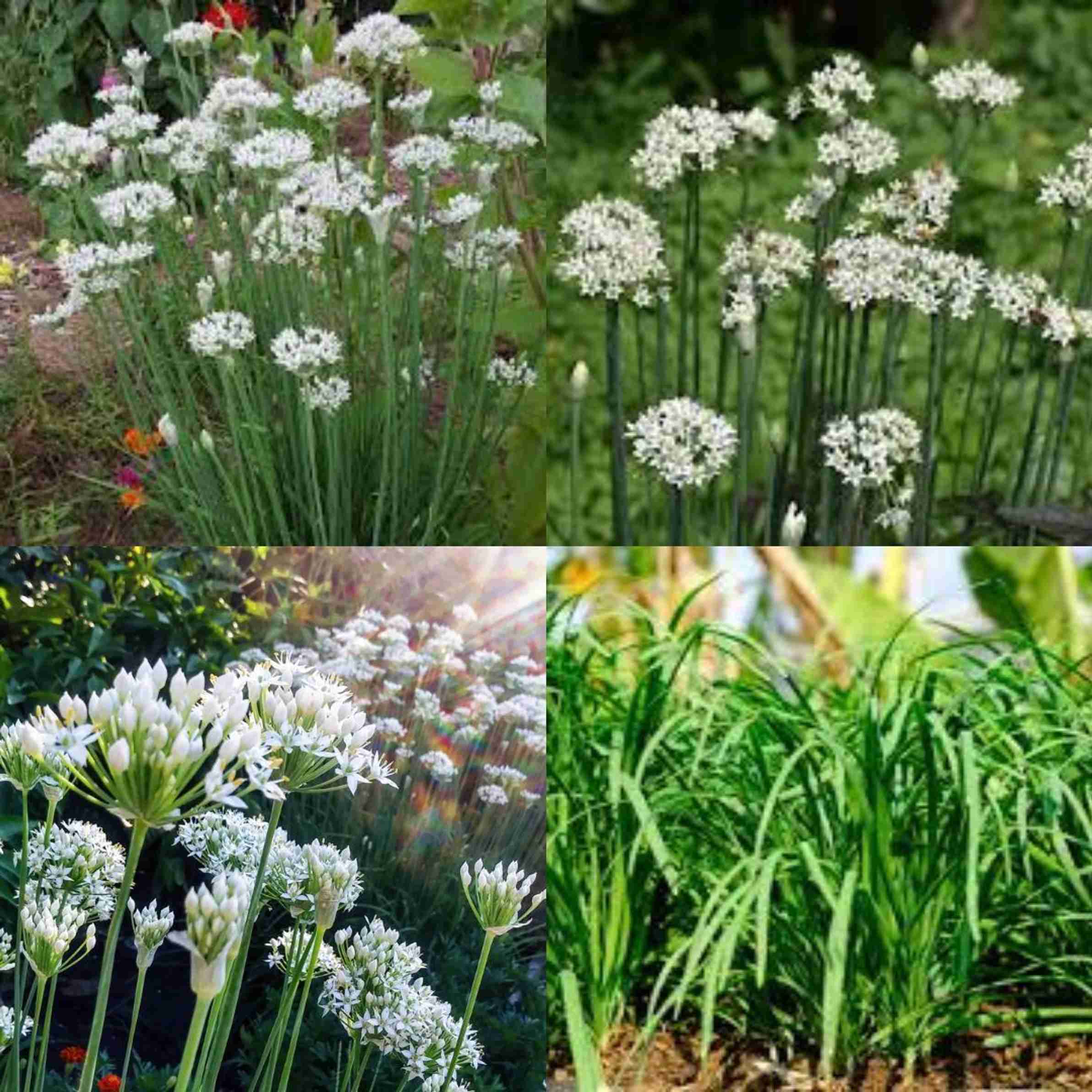 sbains Garlic chives seeds for home gardening no of seeds 24 Seed Price ...