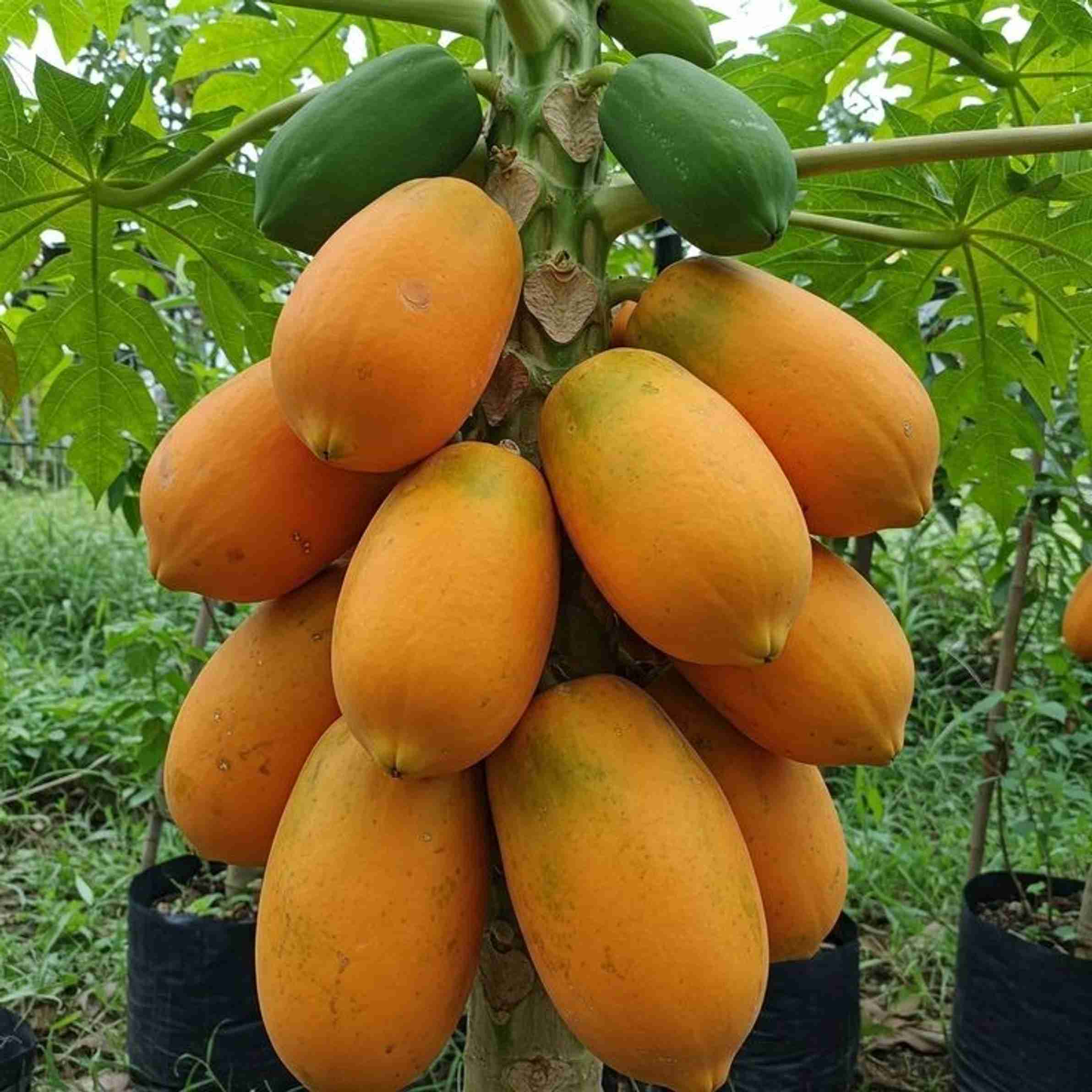 SEMINA VITA red lady 786 papaya seed taiwan f1 Seed Price in India ...