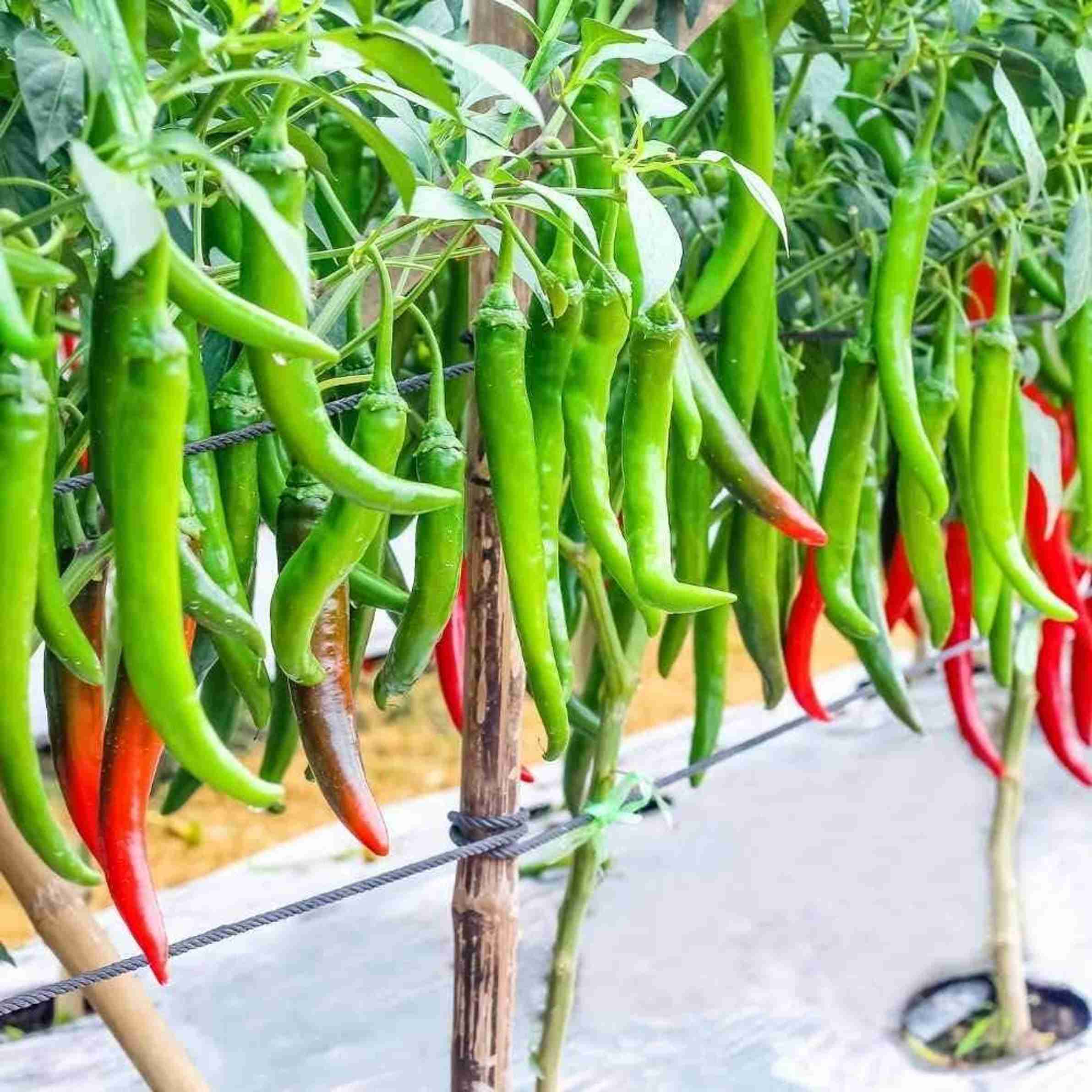 MOONQULTY Long chilli/slim mirchi 96 Seed Price in India - Buy ...