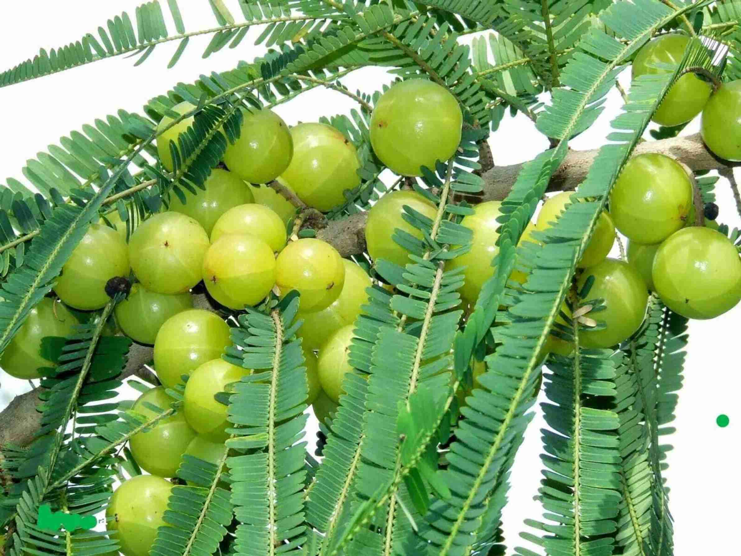 SEMINA VITA ™ Amla, Gooseberry, Amloki Seed Seed Price in India - Buy ...