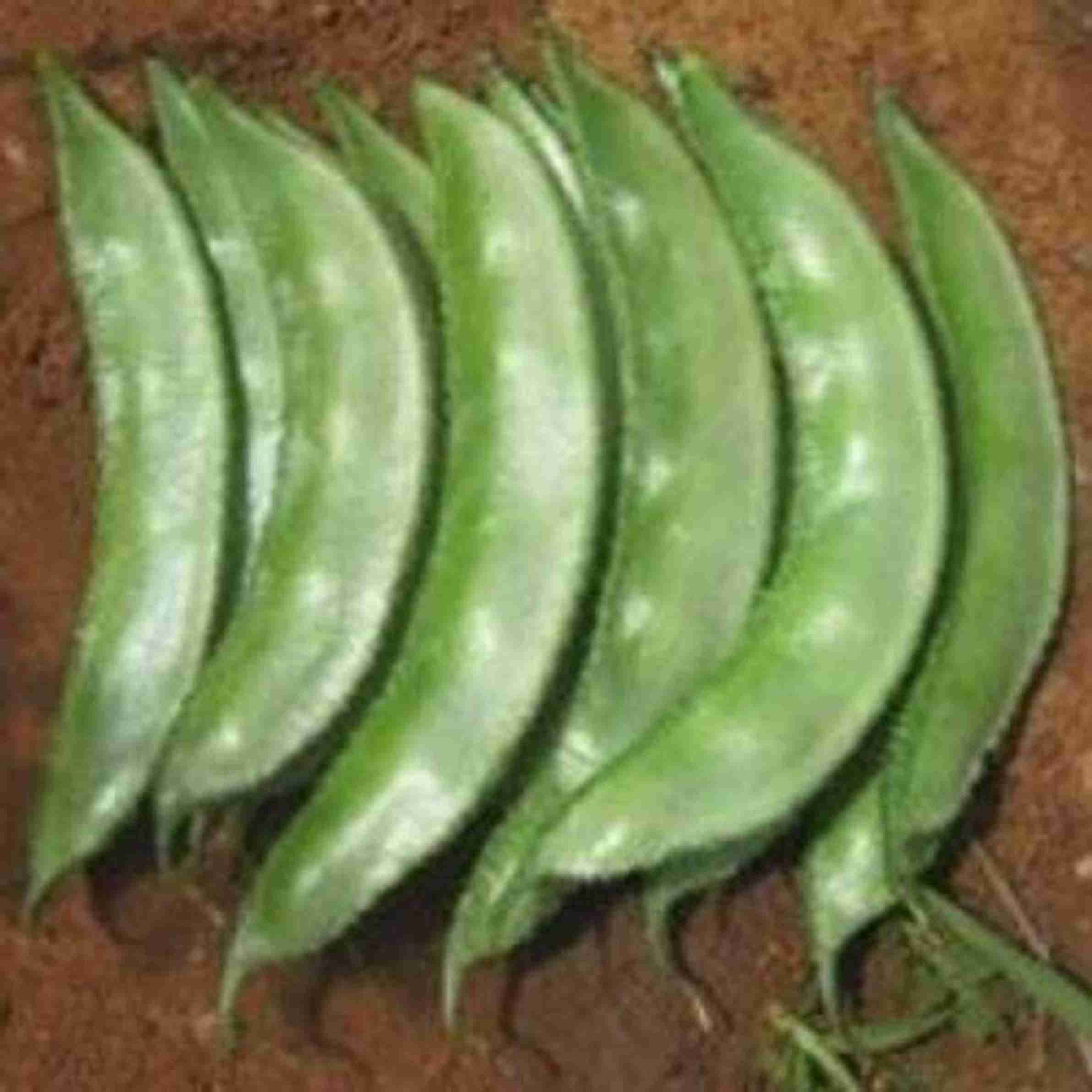 SEMINA VITA ™ Runner Beans Seed Seem Seed Runner Beans Hybird Seed ...
