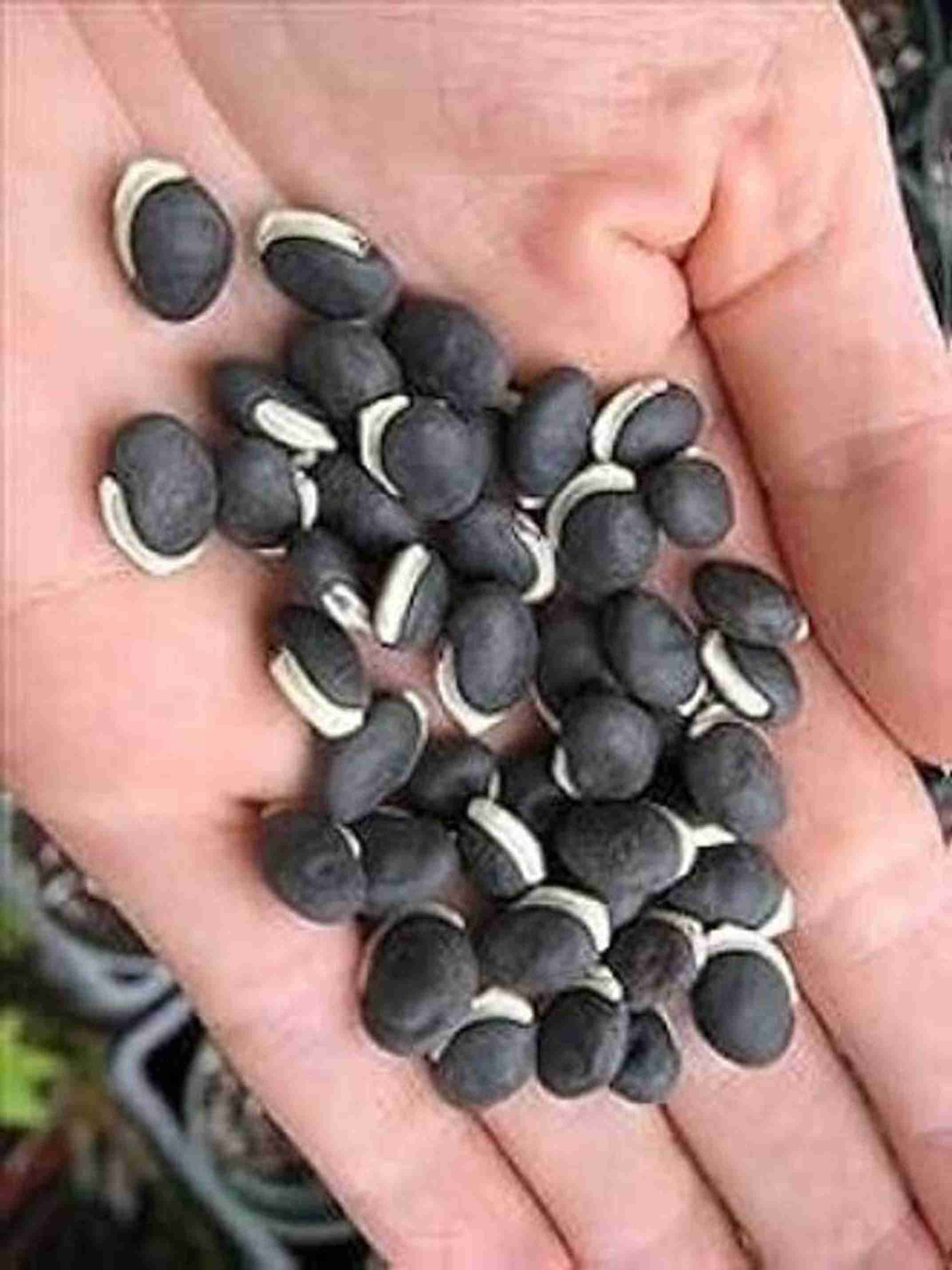 SEMINA VITA ™ Runner Beans Seed Seem Seed Runner Beans Hybird Seed ...