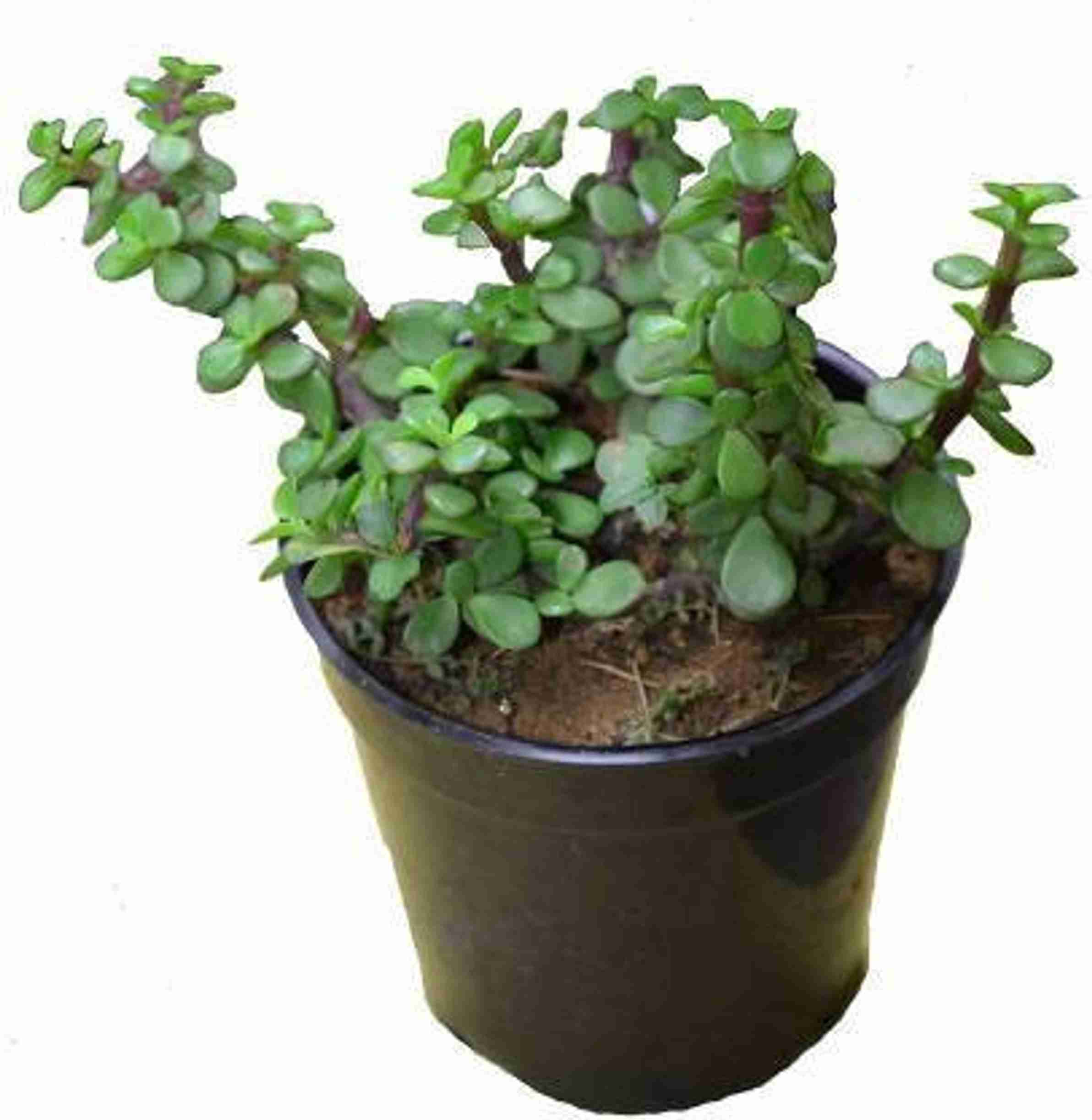 LeafLinkPlants Jade Plant Price in India - Buy LeafLinkPlants Jade ...