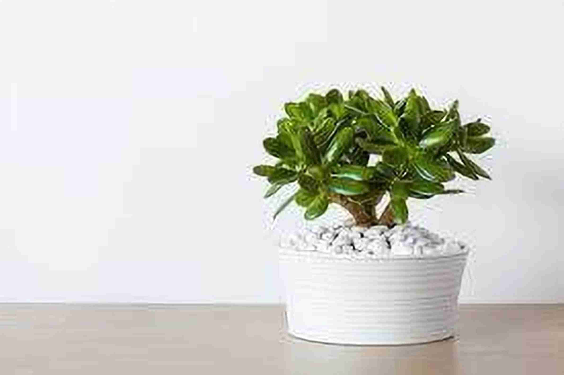 Loveri Jade Plant Price in India - Buy Loveri Jade Plant online at ...