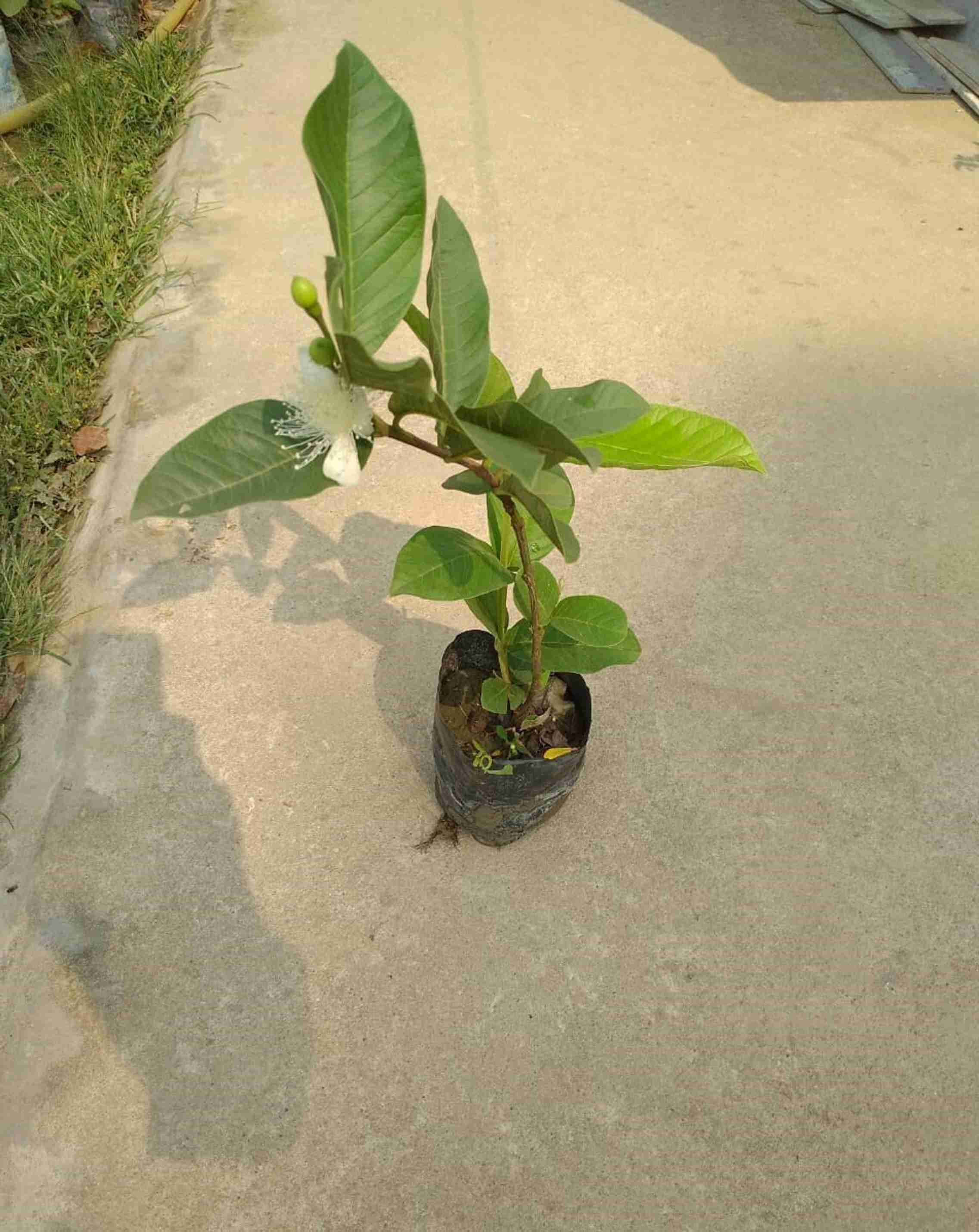 Cloud Farm Guava Plant Price in India - Buy Cloud Farm Guava Plant ...