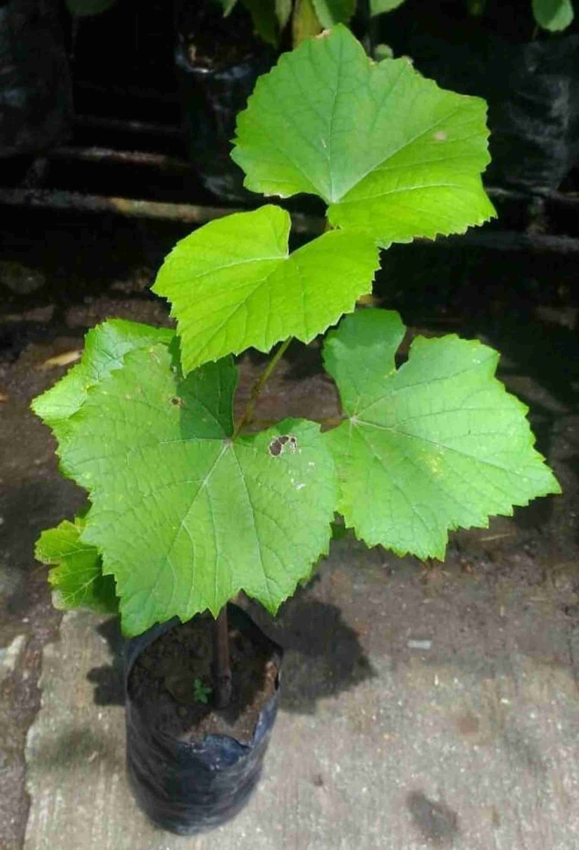 LeafLinkPlants Grapes Plant Price in India - Buy LeafLinkPlants Grapes ...