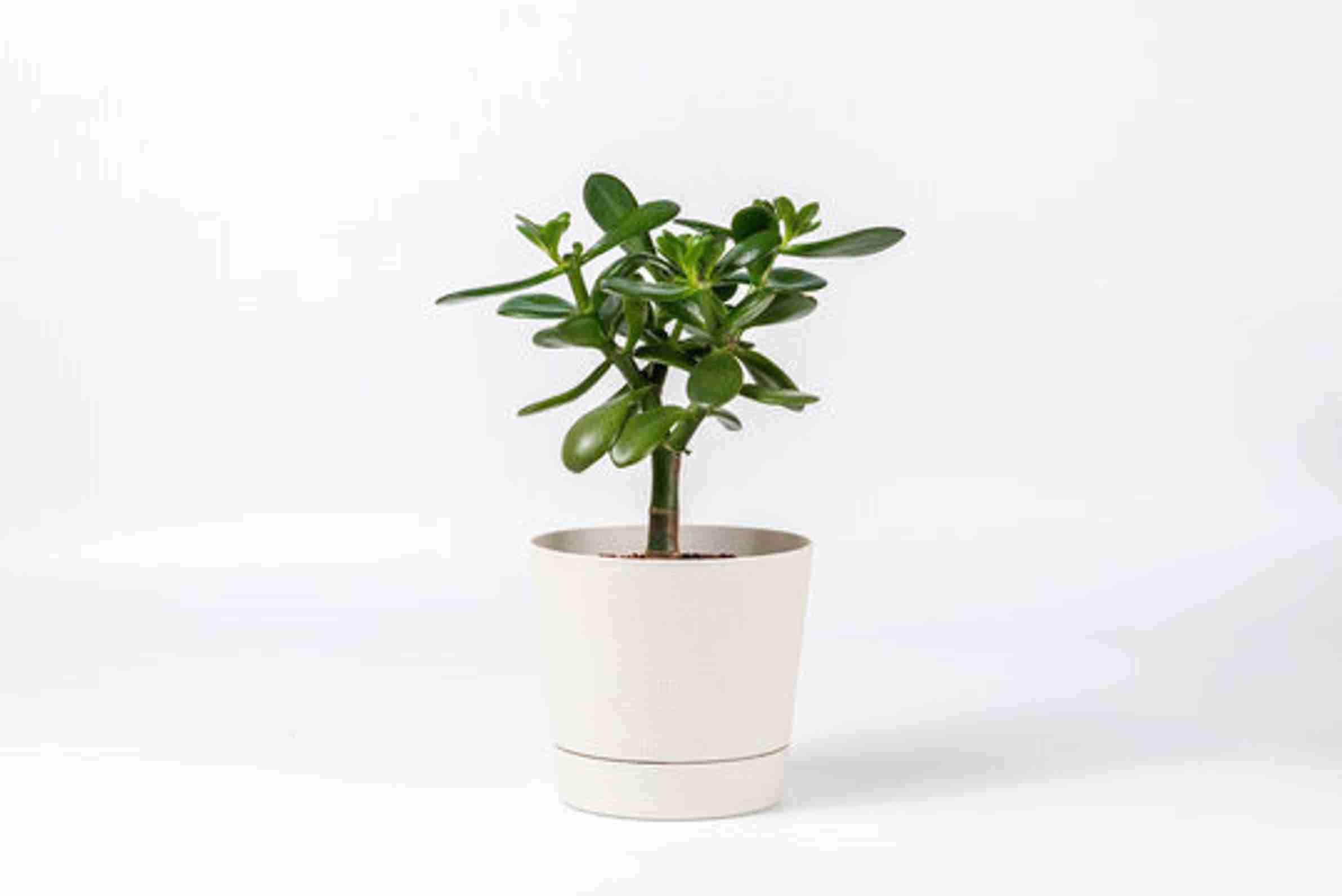 Loveri Jade Plant Price in India - Buy Loveri Jade Plant online at ...