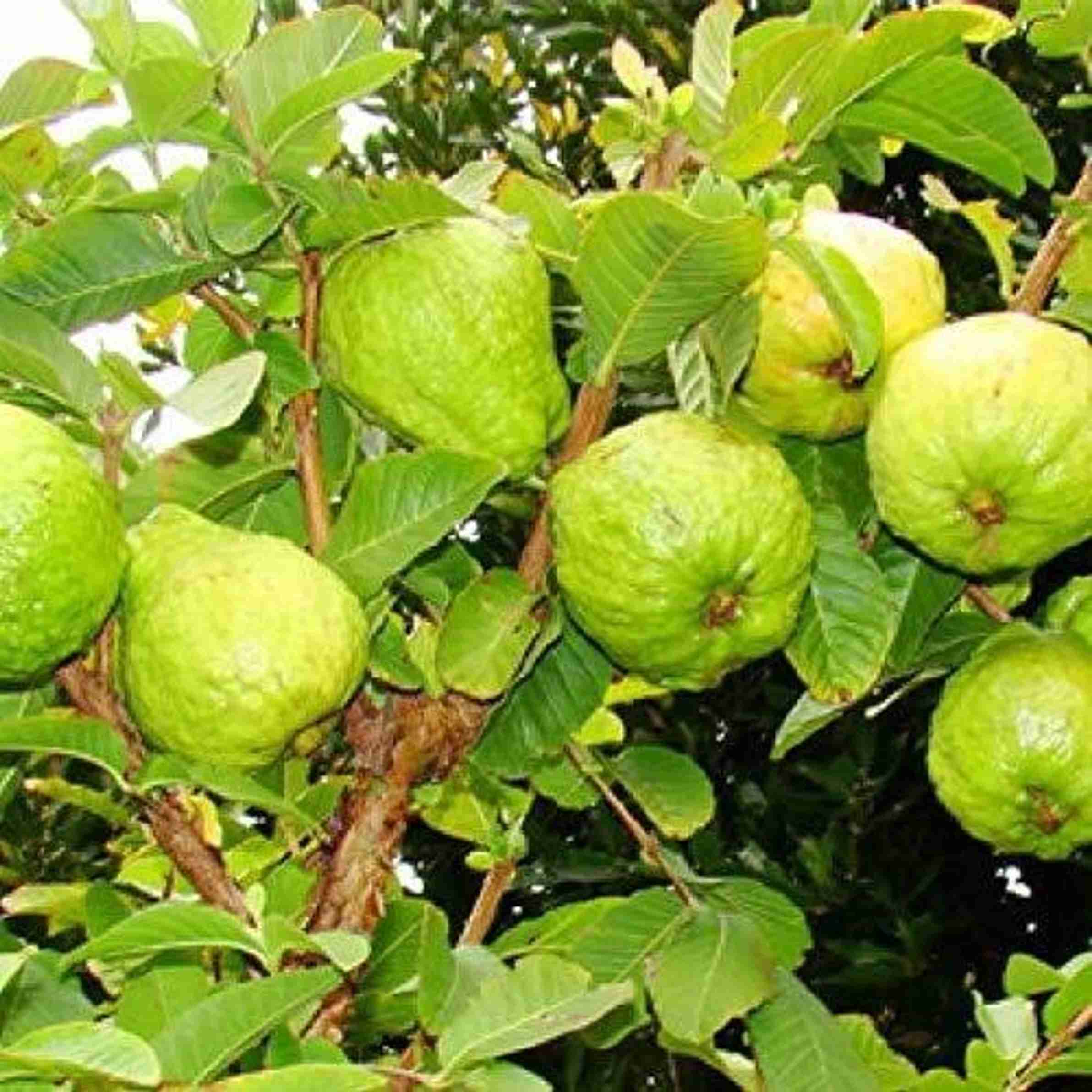 MAITRA AND SONS Guava Plant Price in India - Buy MAITRA AND SONS Guava ...