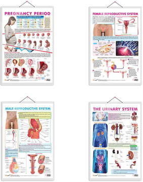 Female Reproductive Chart Pregnancy