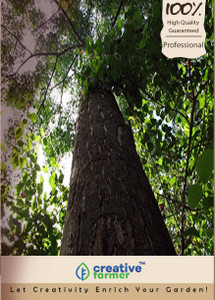creative farmer Malabar Neemwood Tree Seeds Seed Price in India - Buy ...