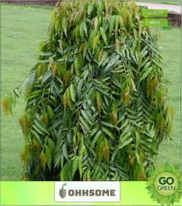 false ashoka tree uses