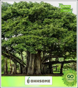 OhhSome Tree Seeds Ficus Benghalensis Banyan Tree Exotic Seeds Outdoor ...