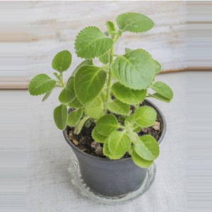 Subhadra Ajwain Omavalli Karpooravalli Live Plant with Pot Price in ...
