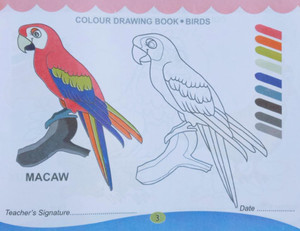 macaw coloring book