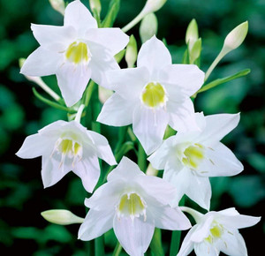 BISWAS Lily Plant Price in India - Buy BISWAS Lily Plant online at ...