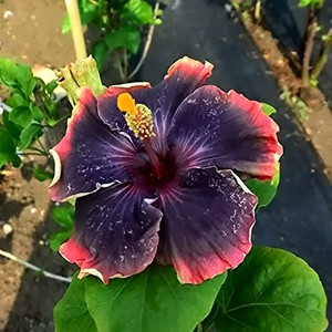 black hibiscus