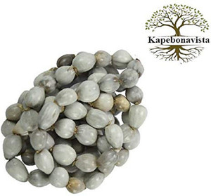 Kapebonavista Vaijayant Vyjanthi Beej Canna Lily Vaijayanti Seeds Seed ...