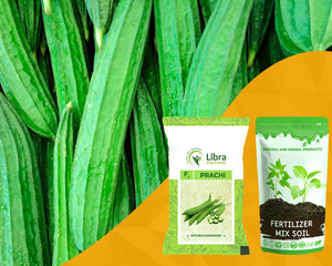 NATURAL AND HERBAL PRODUCTS Peechinga Seeds for Planting | Ridge Gourd ...