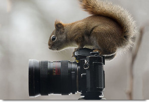 Squirrel clicking Camera Paper Print - Animals posters in India - Buy ...