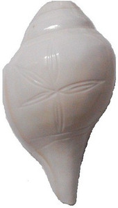 Authentic Shankh & Conch Shells - Pooja Items