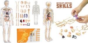 SPEEDFOX Kids Educational Human Body Kit – Buildable Skeleton & Organs ...