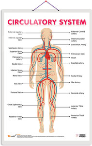CIRCULATORY SYSTEM CHART :- Human Arteries and Veins Diagram Chart ...