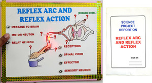 ONTEX ELECTRONICS Reflex Arc and Reflex Action Science Working Model ...