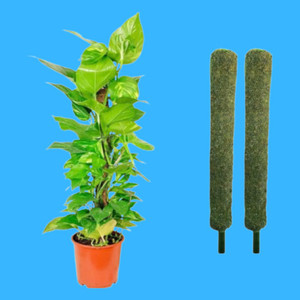 IUK Indoor Plant Support Coco Moss Stick 2 Feet Pack of 2 Natural ...