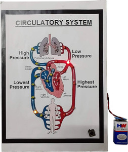 MELODY's Circulatory System Biology Science with light working project ...