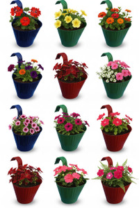 Hanging Flower Pots Online in India | Flipkart | 01-Jan-26