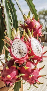 MAITRA AND SONS Dragon Tree Price in India - Buy MAITRA AND SONS Dragon ...