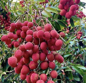 Plants | Buy Indoor Plants, Outdoor Plants | Flipkart