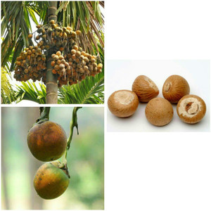 Cloud Farm Betel Nut/Supari Plant Price in India - Buy Cloud Farm Betel ...