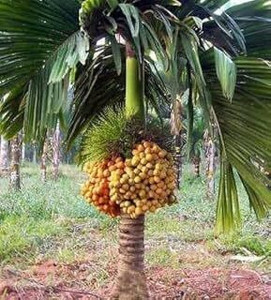 MAITRA AND SONS Betel Nut/Supari Plant Price in India - Buy MAITRA AND ...