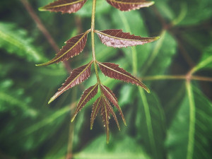 single neem leaf