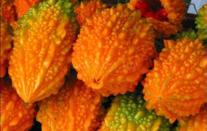 Lorvox Vegetable seed -Bitter Gourd - Karela Seeds F1 Hybrid Seed Price ...