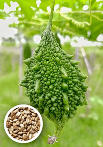 Lorvox Vegetable seed -Bitter Gourd - Karela Seeds F1 Hybrid Seed Price ...