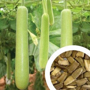 Aywal Bottle Gourd (LAMBI Loki) Hybrid F1 Vegetables Seed Price in ...