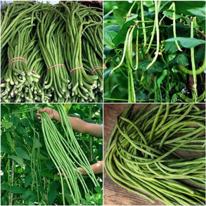 MK Sheeds ™ Yard long Bean/Barbati Seeds for Planting, High Yield Seed ...