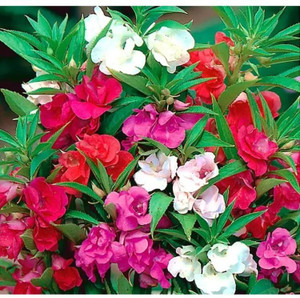 AVRAJIT Garden Balsam, Rose Balsam,Dopati Plant Seed Price in India ...