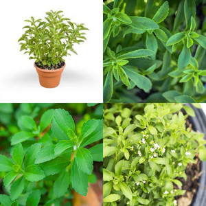 sbains stevia plant seeds no of seeds 15 Seed Price in India - Buy ...