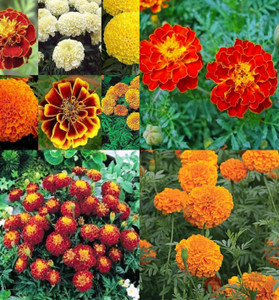 ibains Genda phool seeds hybrid pack of 66 Seed Price in India - Buy ...
