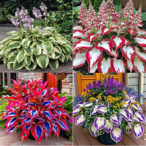 sbains Rare Multicolor Hosta Seed pack of 36 Seed Price in India - Buy ...