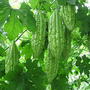 Cloud Farm Vegetable seed -Bitter Gourd - Karela Seeds F1 Hybrid Seed ...