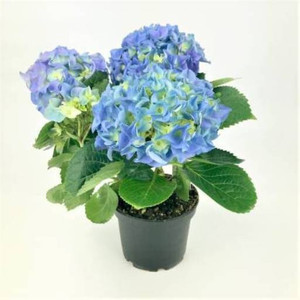 SBGARDEN Hydrangea Plant Price in India - Buy SBGARDEN Hydrangea Plant ...